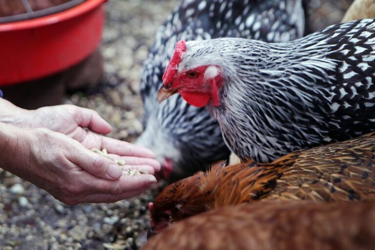 17 Shocking Reasons Raising Backyard Chickens Might Be More Dangerous ...