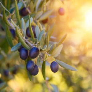 17 Texas Olive Growing Tricks for a Gorgeous Yard That Laughs at ...