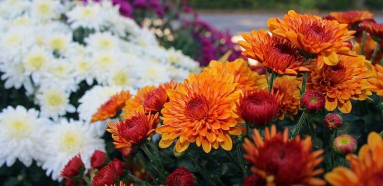 19 Flowering Plants That Will Keep Your Yard Colorful Through Fall ...