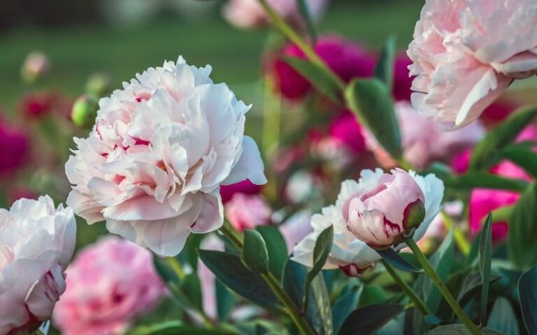 20 Gorgeous Backyard Plants That Look Pricey—But Are Shockingly Cheap ...