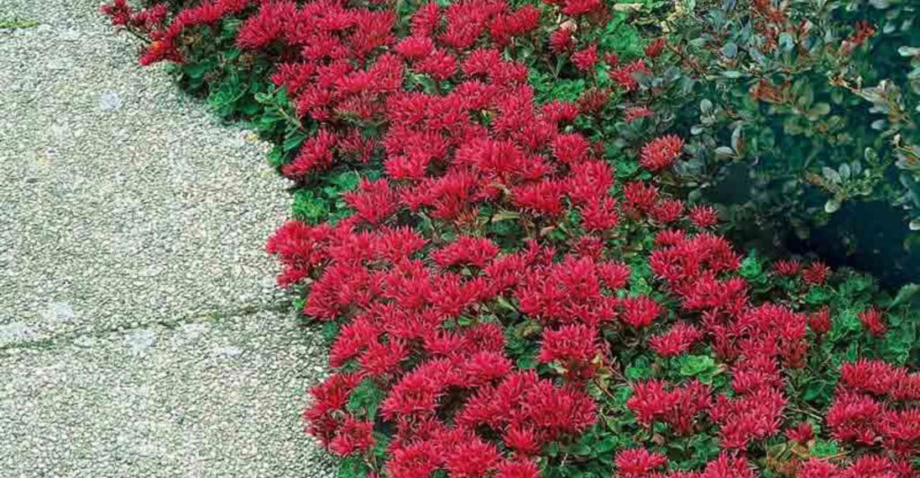 20 Ground Covers That Beat Bare Spots in the Southwest’s Hottest ...
