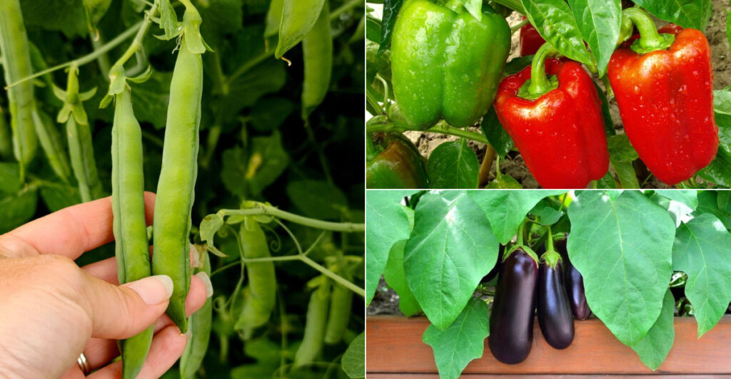 20 Homegrown Vegetables That Blow Supermarket Produce Away - Complete ...