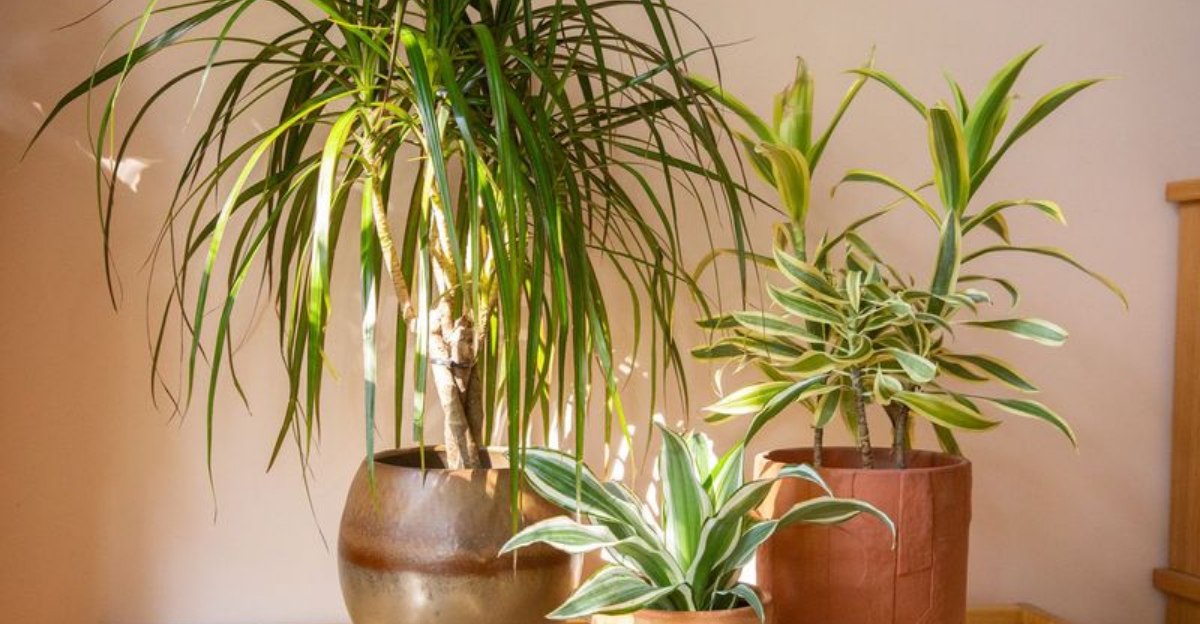 21 Houseplants That Thrive Without Drainage—Perfect for Any Space ...