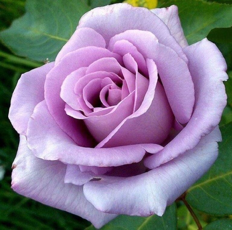22 Breathtaking Roses Hidden From the Average Gardener - Complete Gardening
