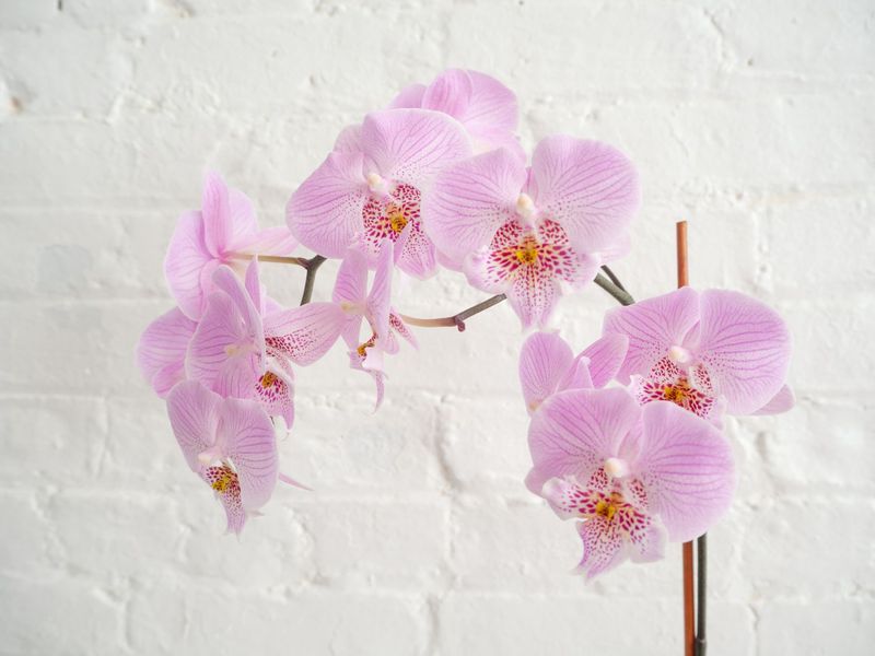24 Flowers So Beautiful—But a Total Pain to Grow - Complete Gardening