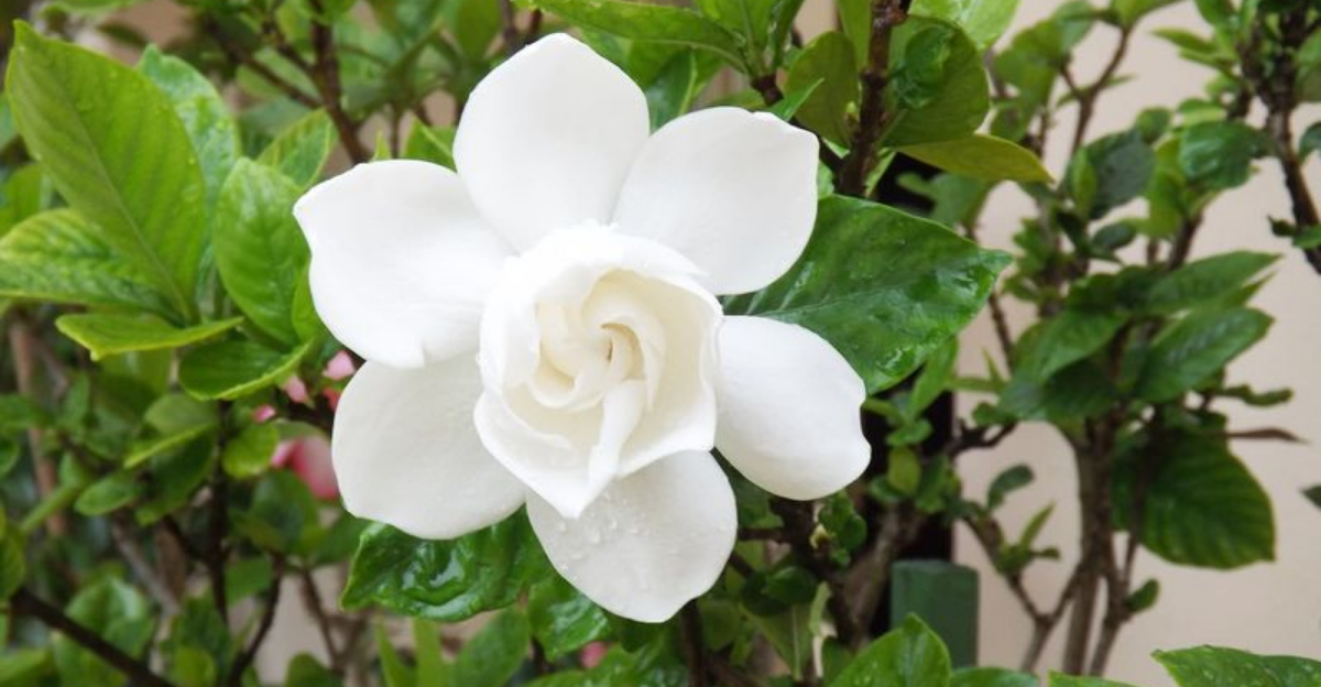 24 Flowers So Beautiful—But a Total Pain to Grow - Complete Gardening