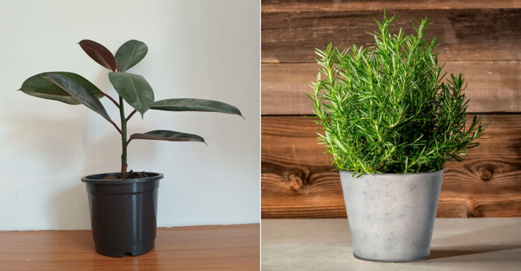 24 Mood-Boosting Plants That Are Just as Good as a Hug - Complete Gardening