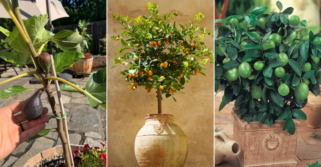 25 Small Fruit Trees That Produce Big Harvests in Tiny Spaces ...