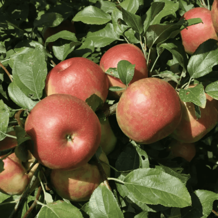 25 Small Fruit Trees That Produce Big Harvests in Tiny Spaces ...
