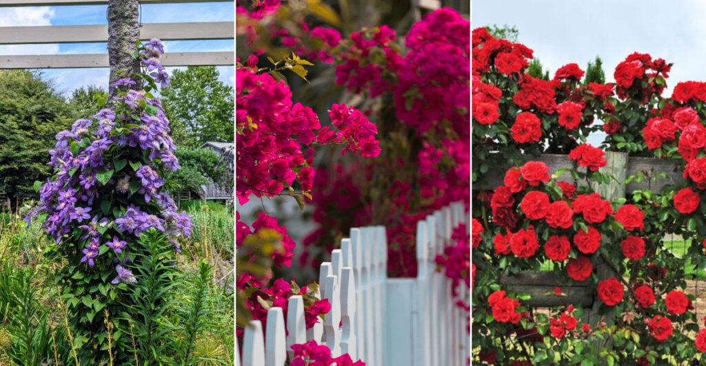 28 Climbing Flowers That Transform Fences Into Living Walls - Complete ...
