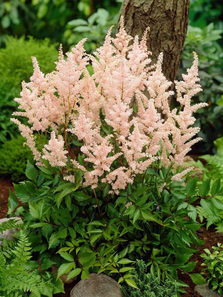 35 Partial Shade-Loving Plants That Will Transform the Dim Corners of ...
