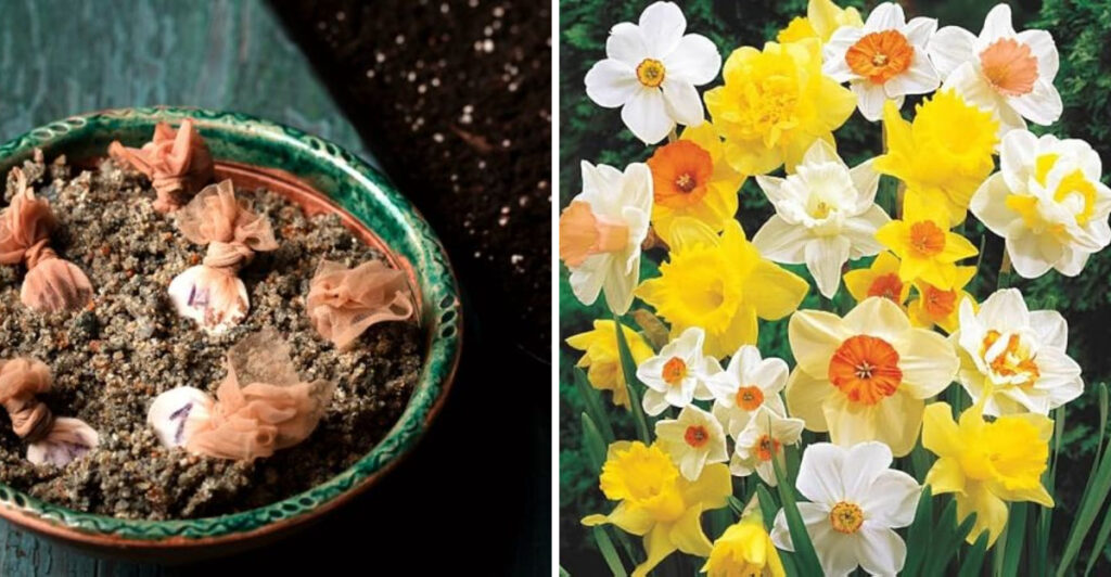 5 Big Mistakes to Avoid When Growing Daffodils from Seed (And 10 ...