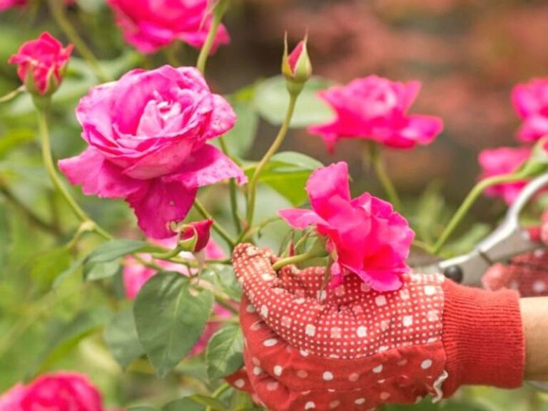 7 Reasons You Should Never Skip Fertilizing Your Roses - Complete Gardening