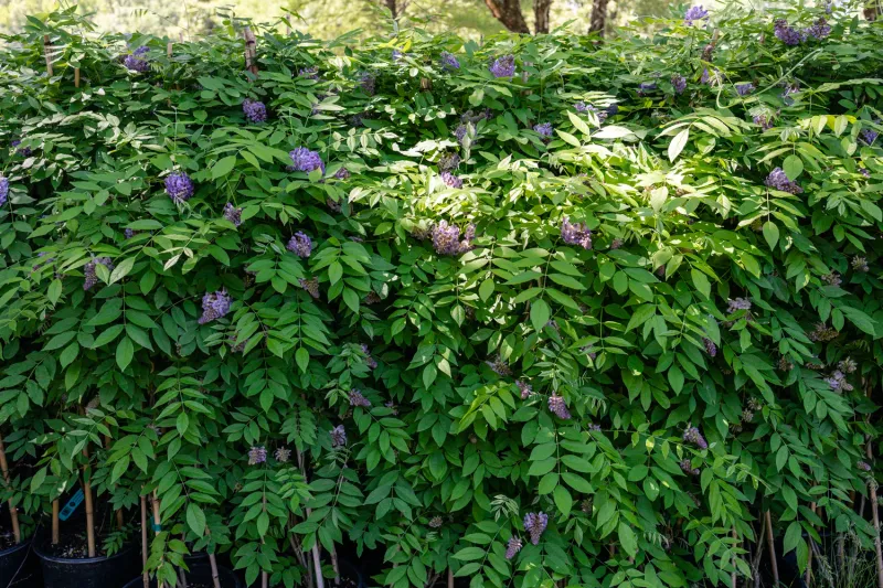 Wisteria Not In Bloom