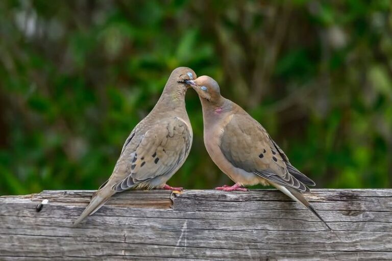 15 Amazing Facts About Mourning Doves That Will Surprise You - Complete ...