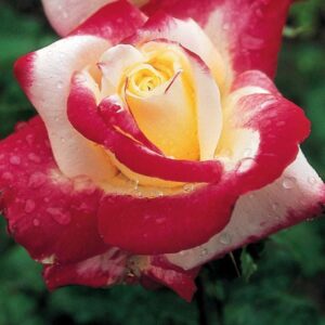 22 Breathtaking Roses Hidden From the Average Gardener - Complete Gardening