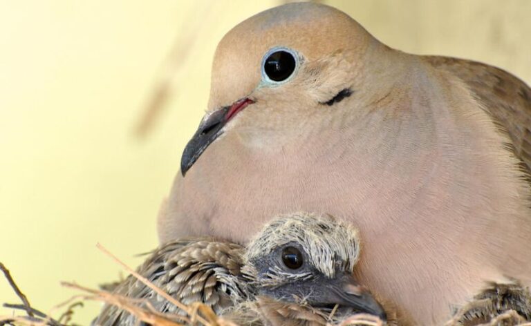 15 Amazing Facts About Mourning Doves That Will Surprise You - Complete ...