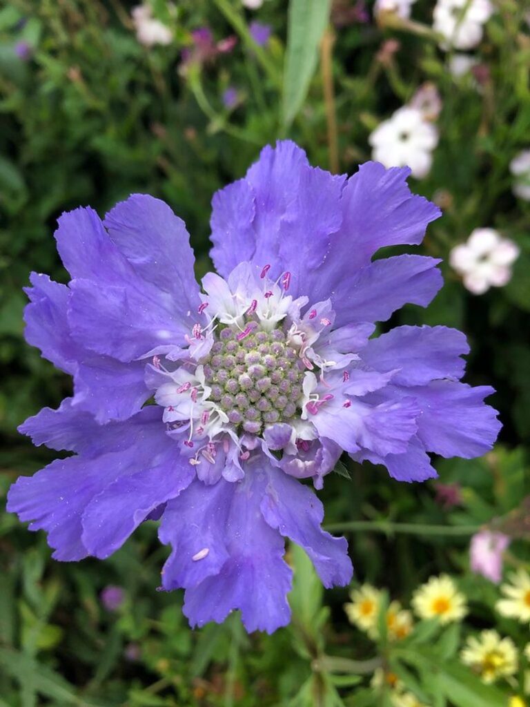 26 Stunning Perennial Flowers Made for Pots Plus 10 That Need Almost No ...