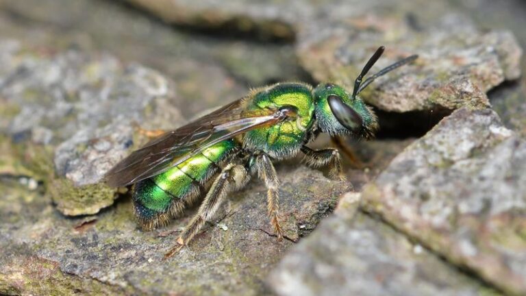 That Metallic Green Bee in Your Garden? Here’s What It Really Is ...