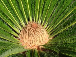 Sago Palm Secrets: How to Grow This Ancient Beauty in Your Backyard ...