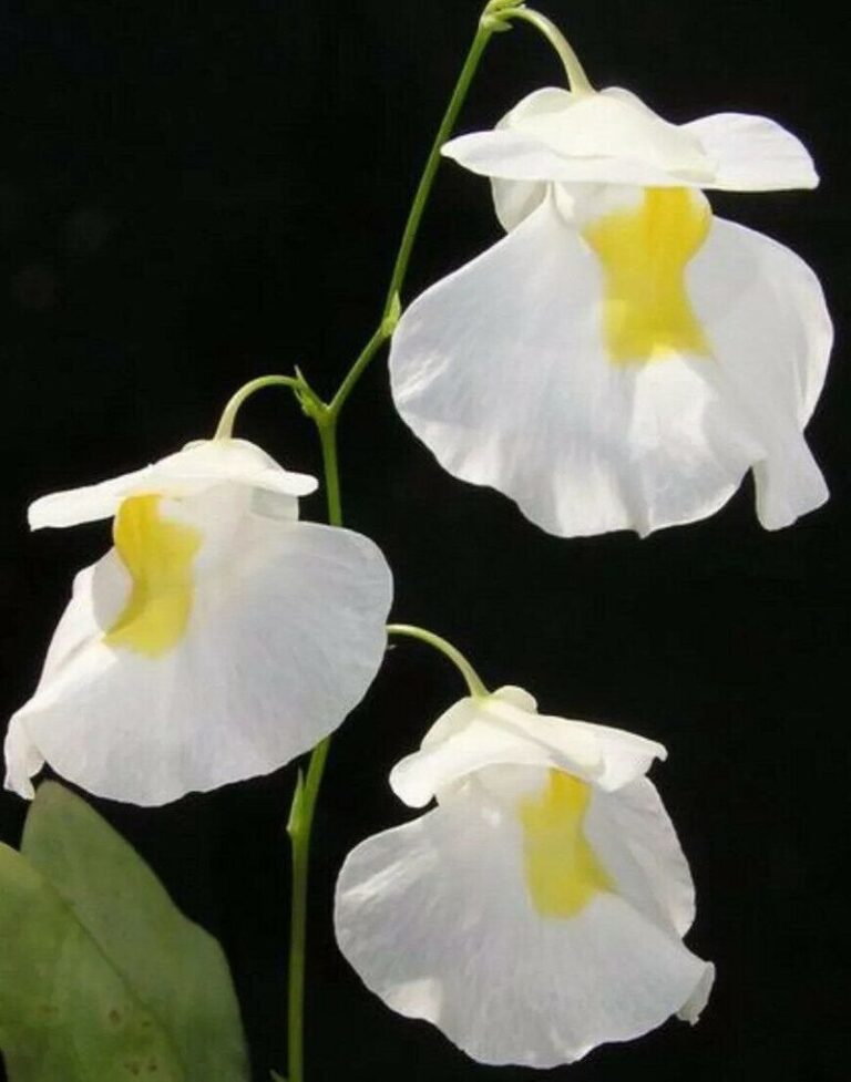 30 Exotic Plants From Deep Jungles That Will Blow Your Mind - Complete ...