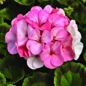 34 Gorgeous Plants That Make Perfect Alternatives to Snapdragons ...