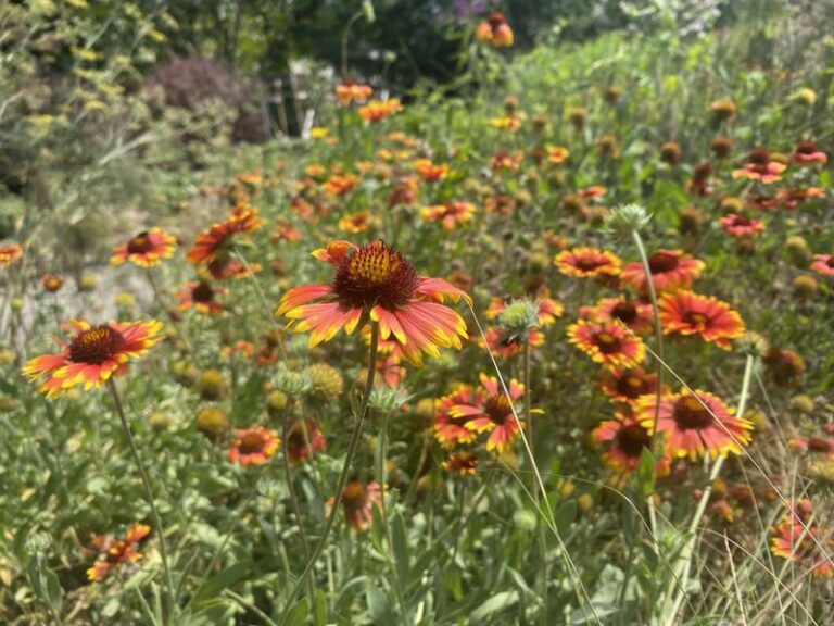 25 Hardy Perennials That Flourish in Every Part of Your Yard - Complete ...