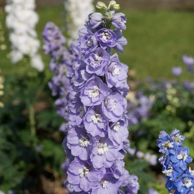 18 Gorgeous Perennial Delphinium Varieties Worth Growing - Complete ...