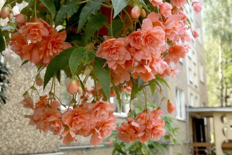 17 Plants Our Parents Grew: A Look Back at 70s and 80s Garden Favorites ...