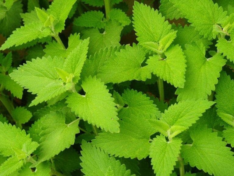 14 Powerful Plants That Naturally Repel Rats from Your Home and Garden ...