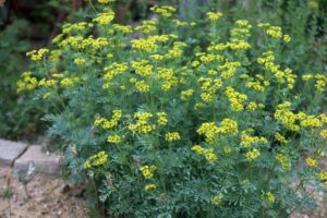 14 Powerful Plants That Naturally Repel Rats from Your Home and Garden ...