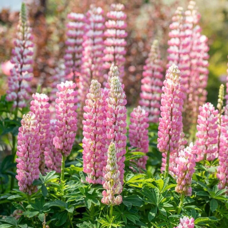 20 Pink Perennials You’ll See Every Year and 5 That Vanish After One ...