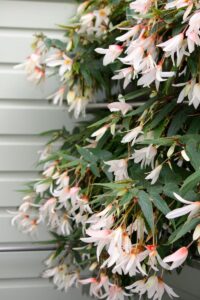 19 Stunning Types of Trailing Begonias (Plus Easy Care Tips for Longer ...