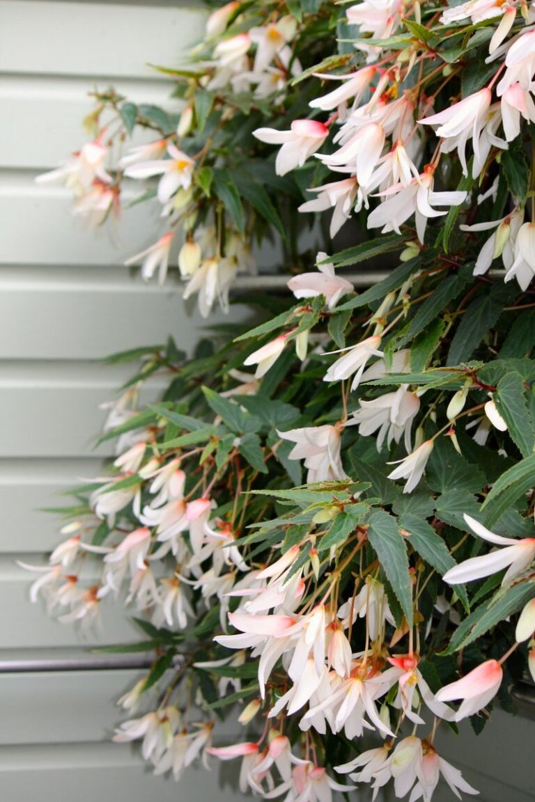 19 Stunning Types of Trailing Begonias (Plus Easy Care Tips for Longer ...