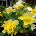 19 Stunning Types of Trailing Begonias (Plus Easy Care Tips for Longer ...