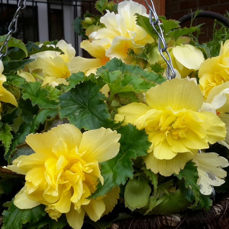 19 Stunning Types of Trailing Begonias (Plus Easy Care Tips for Longer ...