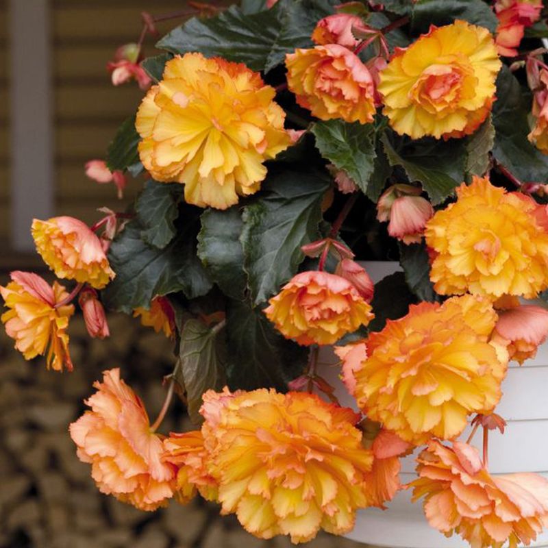 19 Stunning Types of Trailing Begonias (Plus Easy Care Tips for Longer ...
