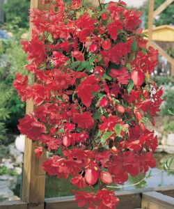 19 Stunning Types of Trailing Begonias (Plus Easy Care Tips for Longer ...