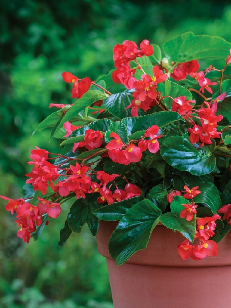 19 Stunning Types of Trailing Begonias (Plus Easy Care Tips for Longer ...