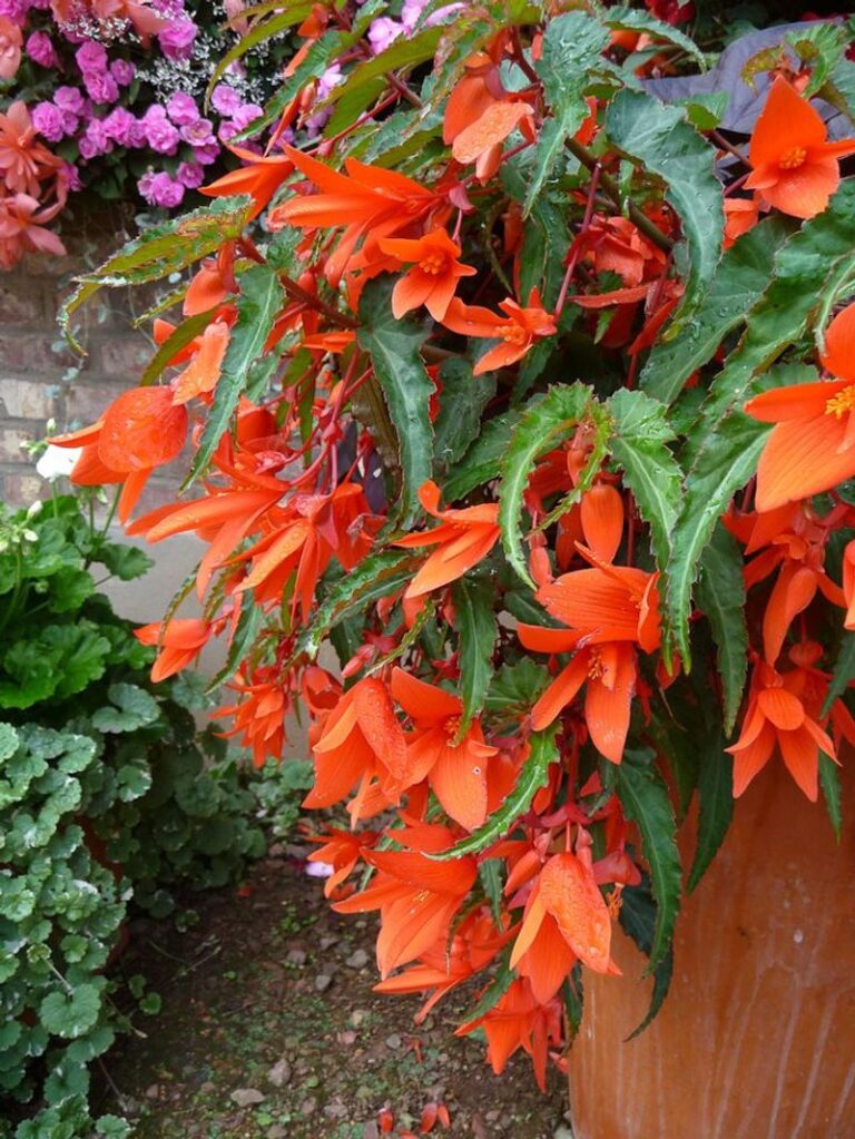 19 Stunning Types of Trailing Begonias (Plus Easy Care Tips for Longer ...
