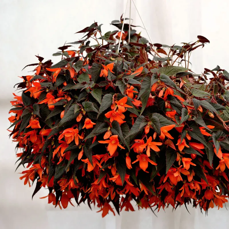 19 Stunning Types of Trailing Begonias (Plus Easy Care Tips for Longer ...