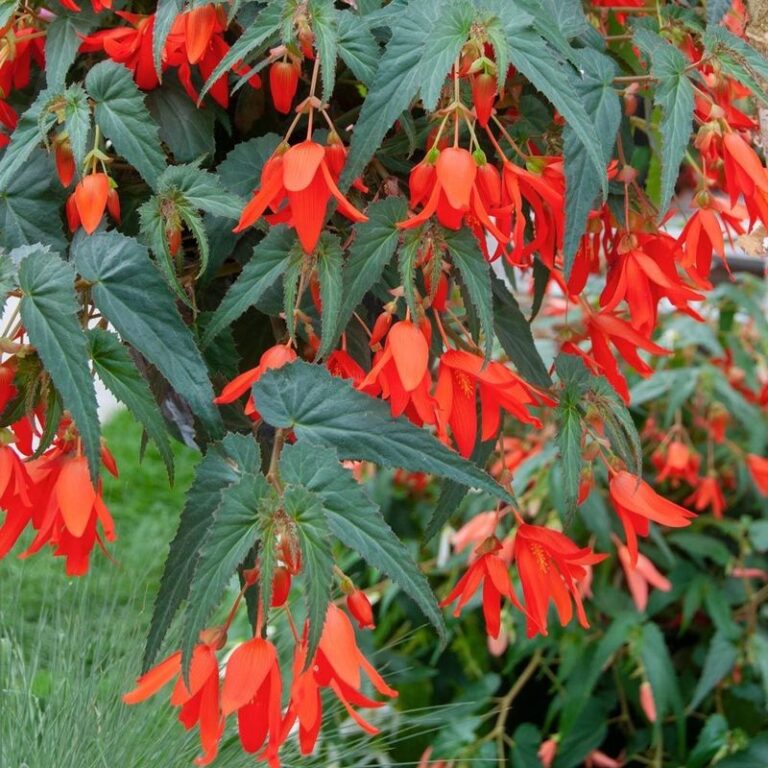 19 Stunning Types of Trailing Begonias (Plus Easy Care Tips for Longer ...