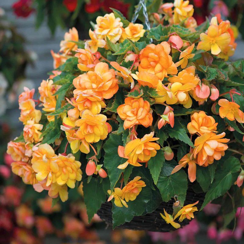 19 Stunning Types of Trailing Begonias (Plus Easy Care Tips for Longer ...