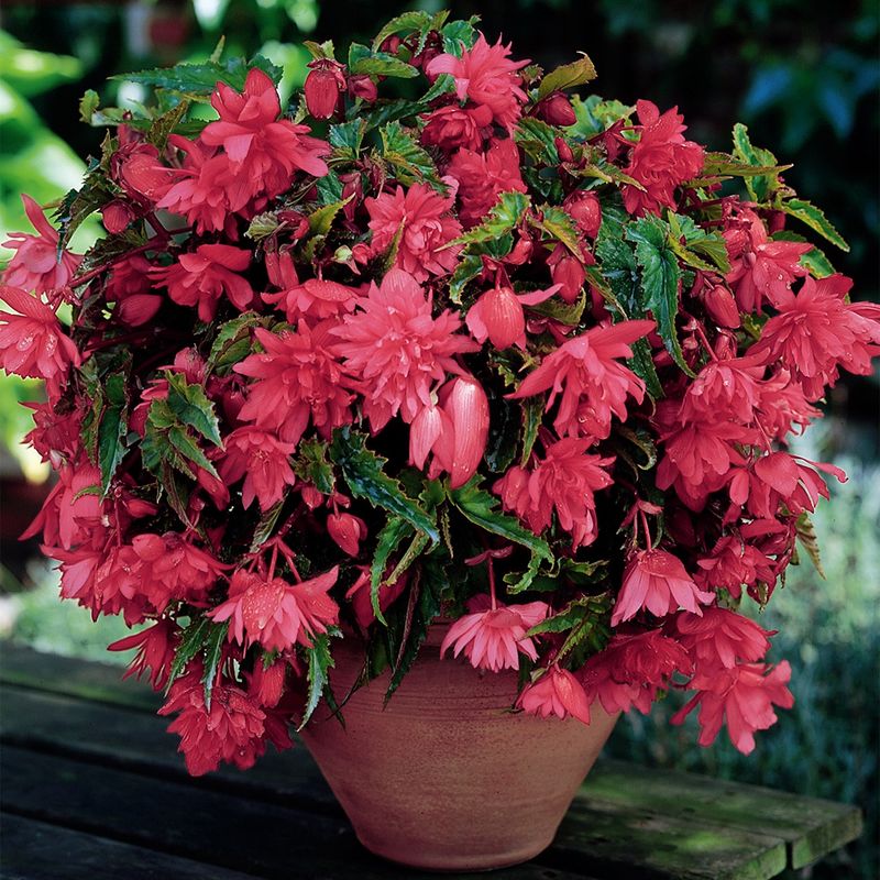 19 Stunning Types of Trailing Begonias (Plus Easy Care Tips for Longer ...
