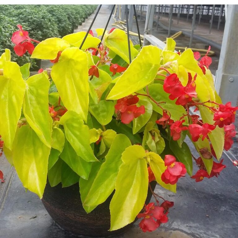 19 Stunning Types of Trailing Begonias (Plus Easy Care Tips for Longer ...