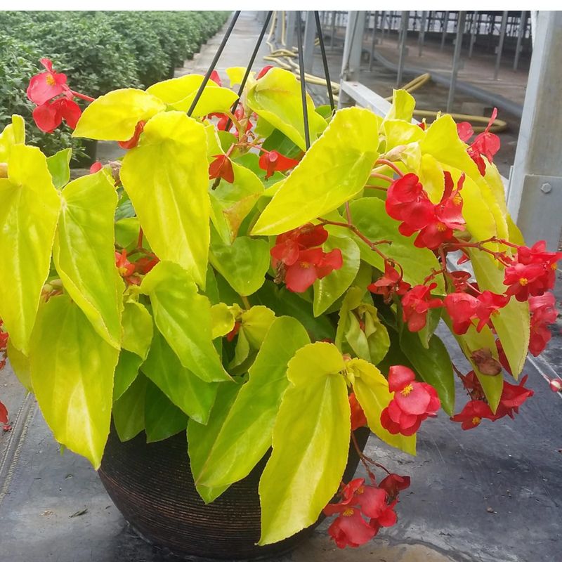 19 Stunning Types of Trailing Begonias (Plus Easy Care Tips for Longer ...