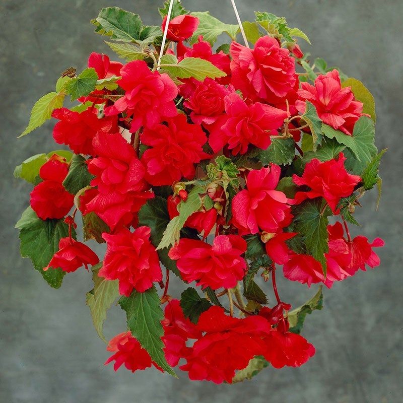 19 Stunning Types of Trailing Begonias (Plus Easy Care Tips for Longer ...
