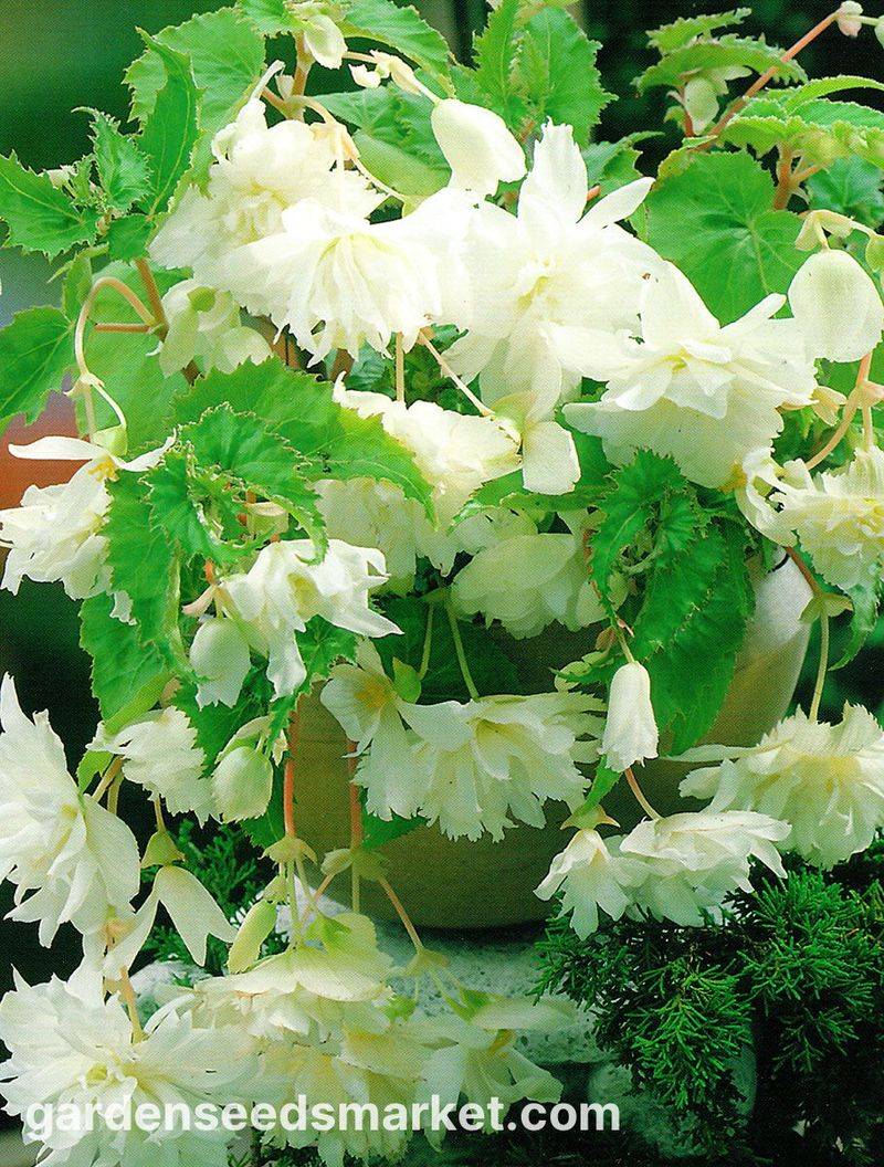 19 Stunning Types of Trailing Begonias (Plus Easy Care Tips for Longer ...