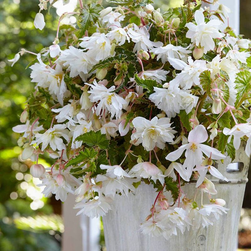 19 Stunning Types of Trailing Begonias (Plus Easy Care Tips for Longer ...