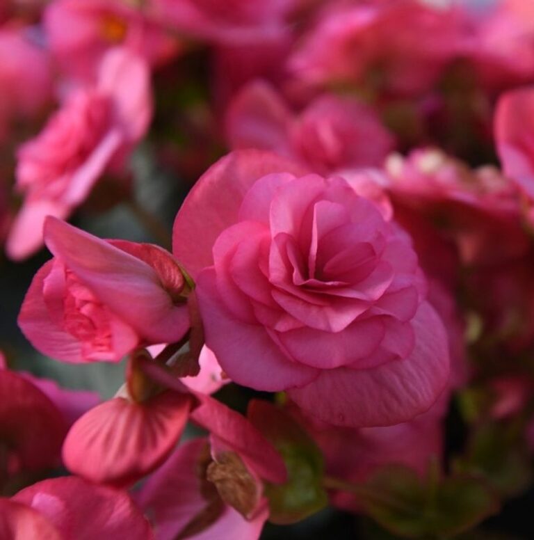 19 Stunning Types of Trailing Begonias (Plus Easy Care Tips for Longer ...
